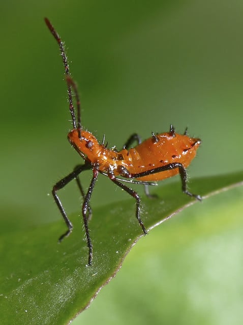Gallery | Hayat Al Jazeerah Pest Control