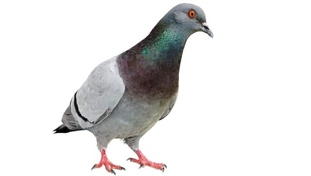 # No.1 Villa Pest Control Services | Affordable Prices - Dubai & Sharjah